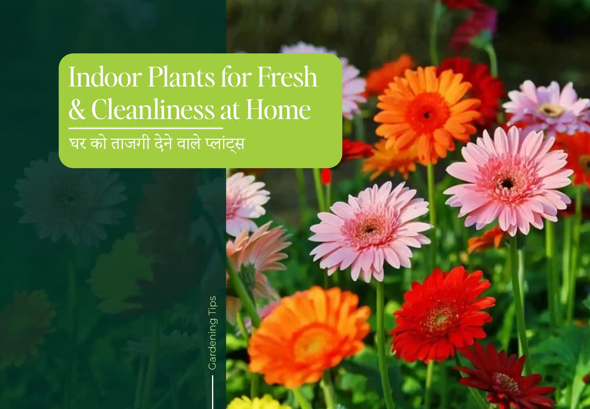 6 Amazing Indoor Plants for Freshness and Cleanliness at Home | घर को ...