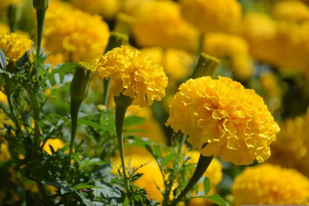 Ultimate Guide to Marigold Flowers: How to Grow, Uses, and Benefits