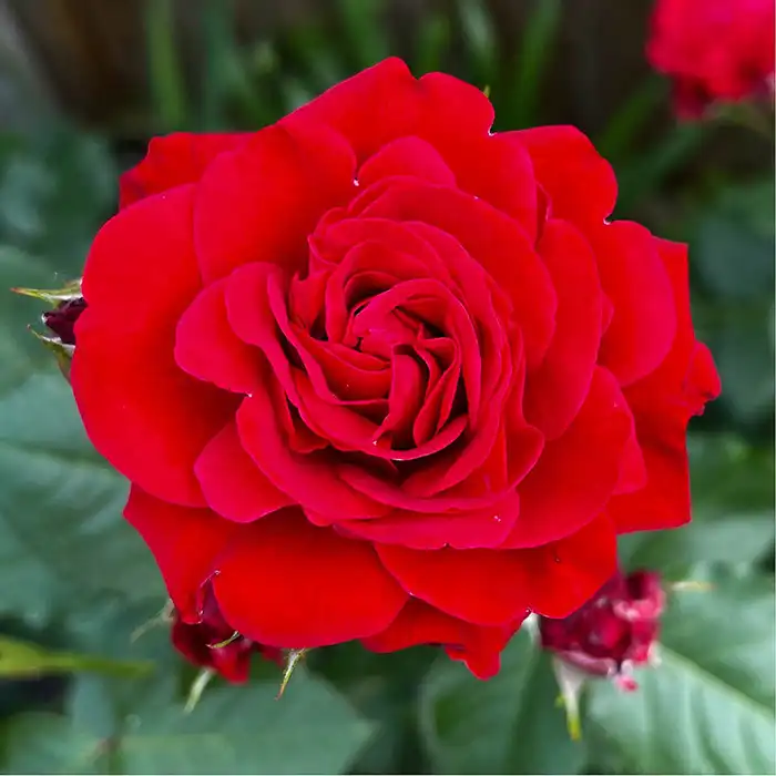 Permanent Flower Plants for Gardens