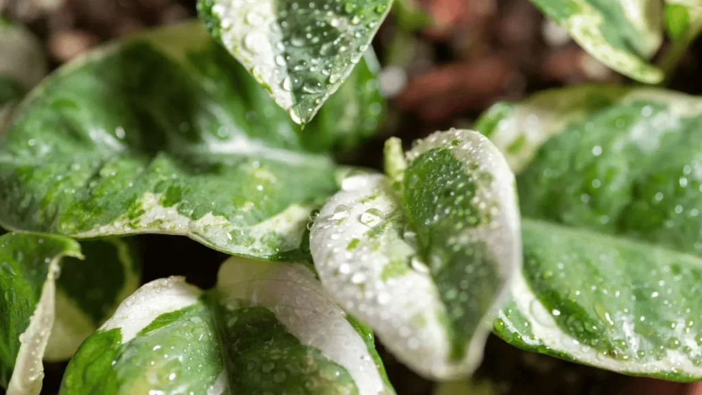How to Grow and Care for Pothos N'Joy: A Complete Guide