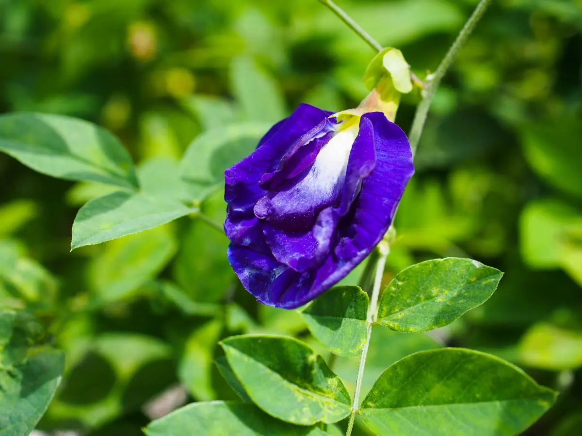 How to Grow Aparajita (Butterfly Pea Plant) Faster and Effectively