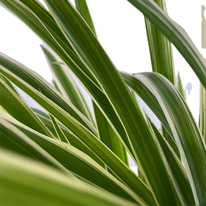 Spider Plant Care: Ultimate Guide to Benefits and Propagation