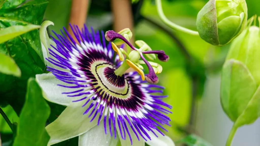 Krishna Kamal (Passiflora): An Enchanting Flower