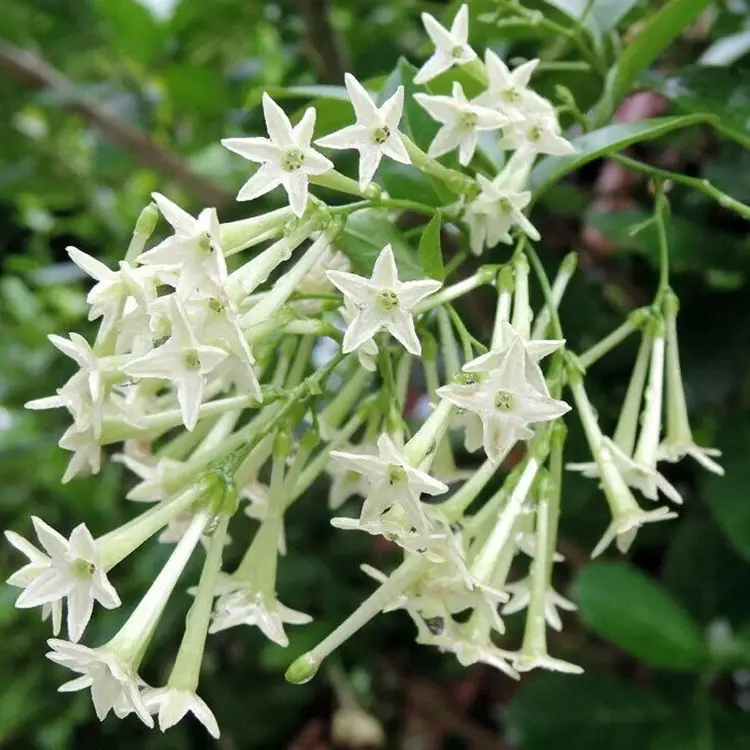 Jasmine Plant Care: Indoor Growing, Types, Benefits & Vastu Tips