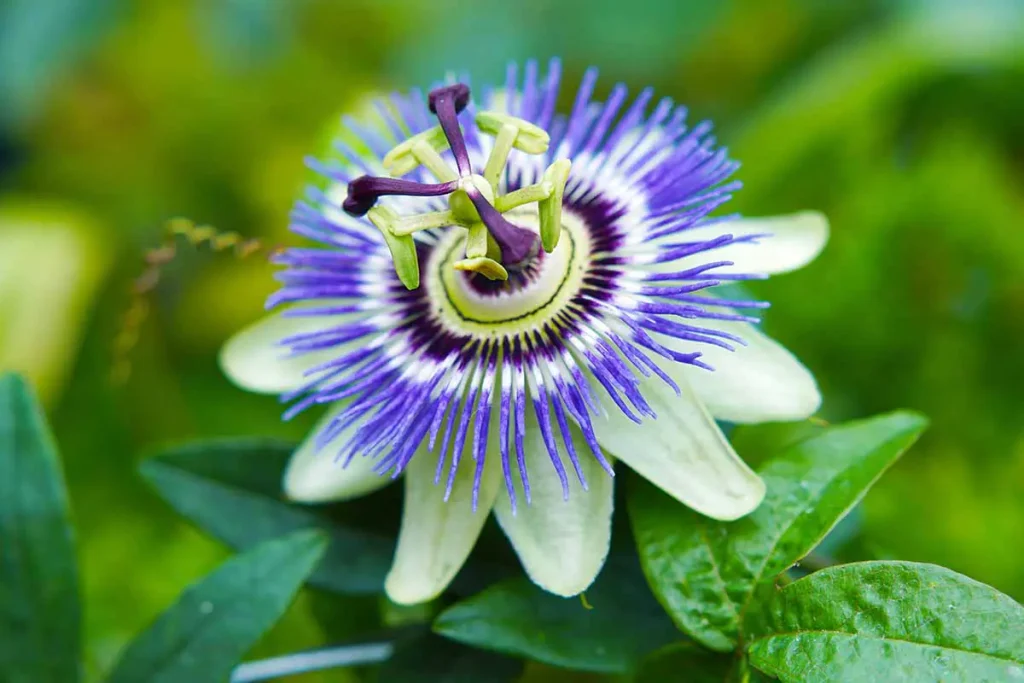 Krishna Kamal (Passiflora): An Enchanting Flower