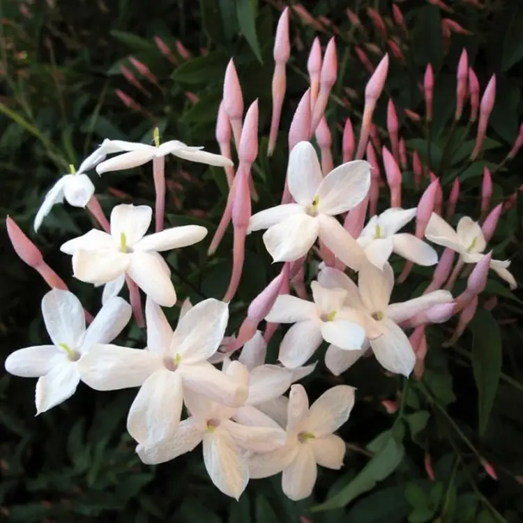 Jasmine Plant Care: Growing Indoors, Types & Vastu Tips