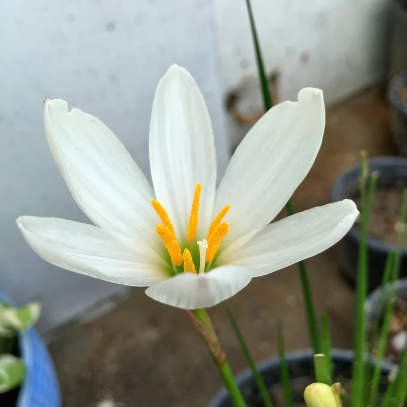 Rain Lily: How to Grow, Care, and Enjoy These Stunning Flowers