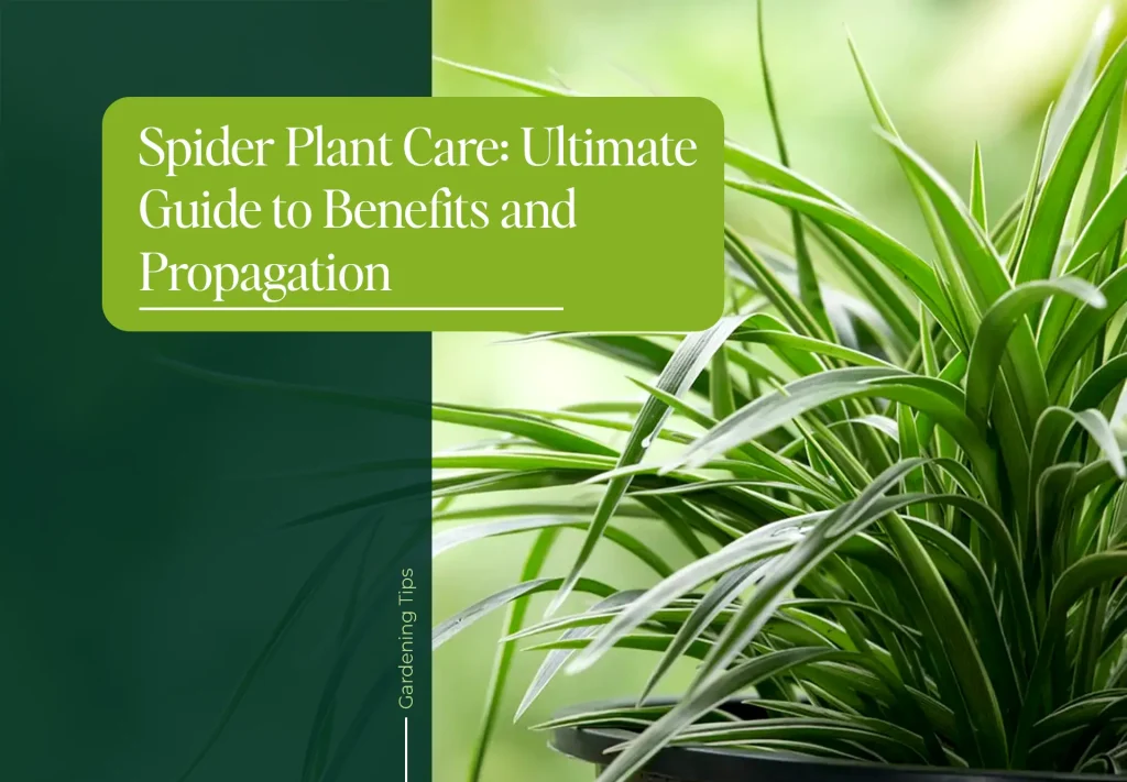 Spider Plant Care: Ultimate Guide to Benefits and Propagation