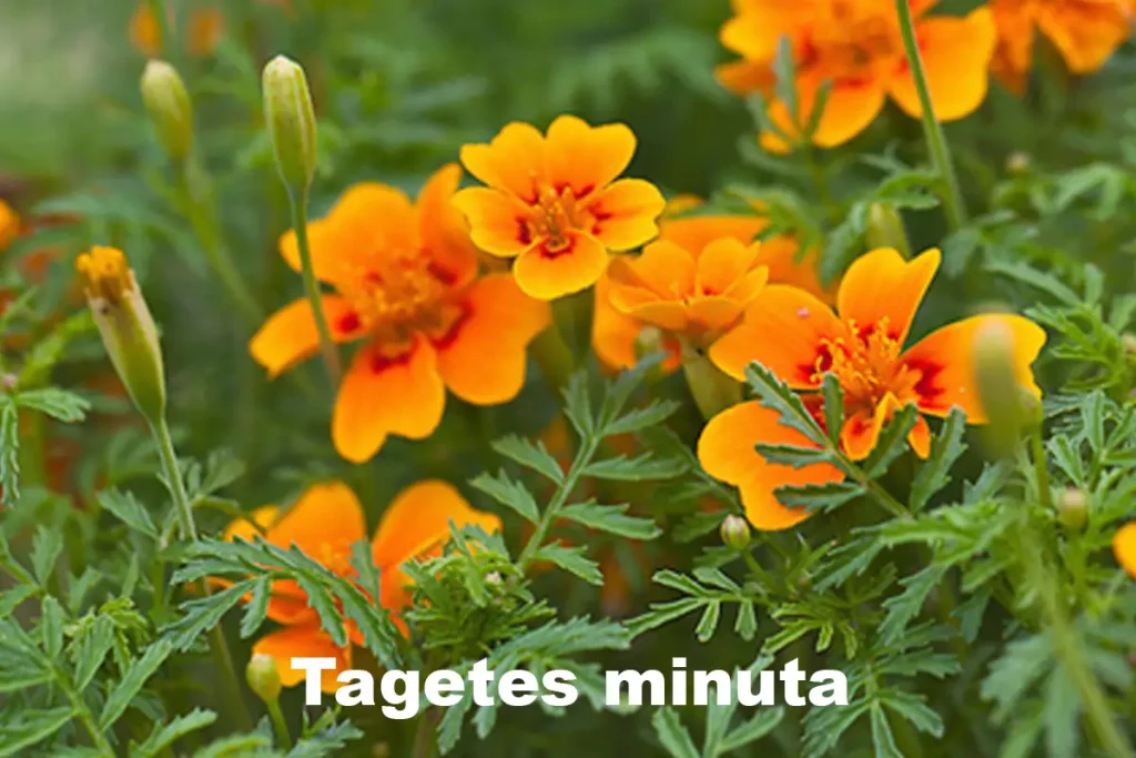 Marigold Flowers: Varieties and Their Characteristics