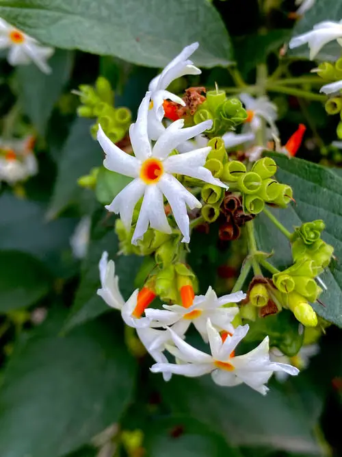 Parijat Flower: Beauty, Fragrance, and Powerful Medicinal Benefits