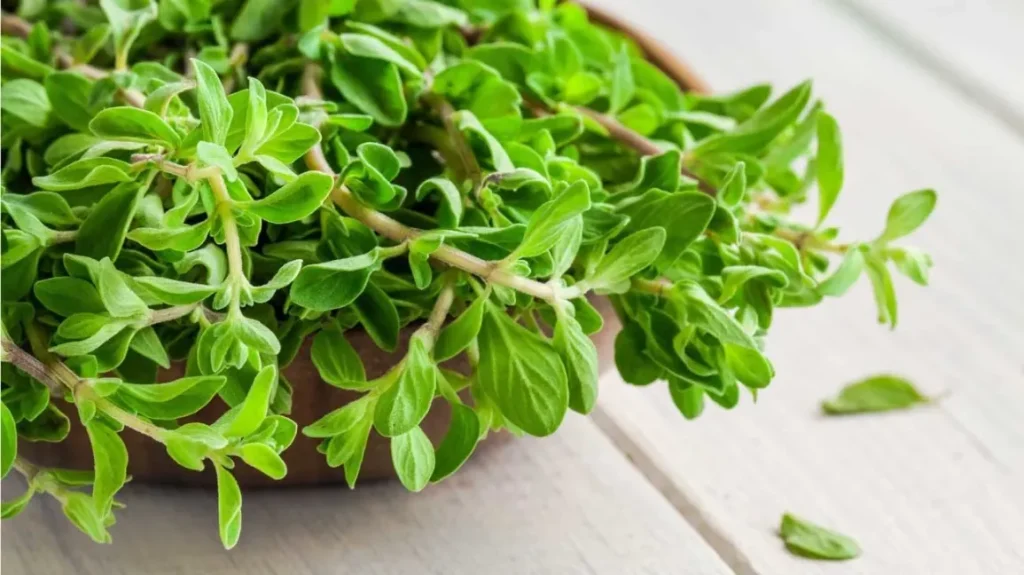 Marua (Marjoram) Benefits, Uses & Growing Guide